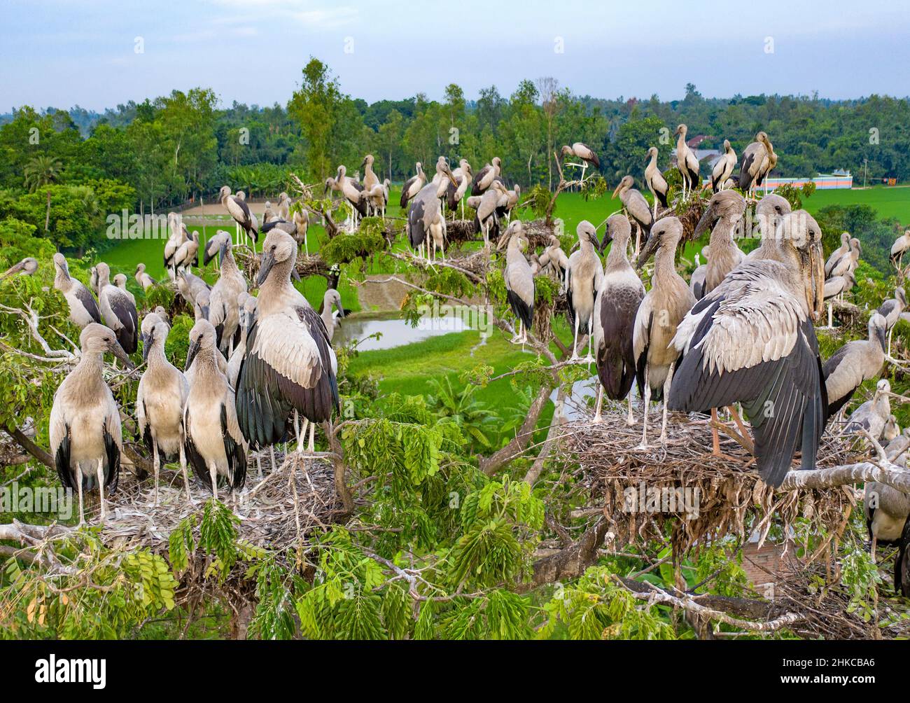 Asian openbill storks with their chicks in nest Stock Photo - Alamy