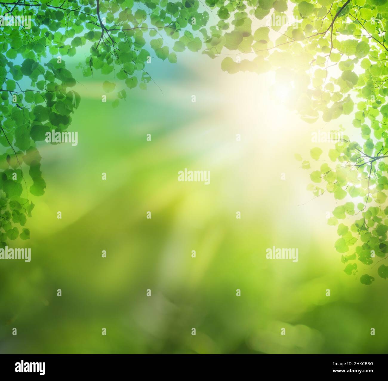Green leaves and sun. Beautiful nature background Stock Photo - Alamy