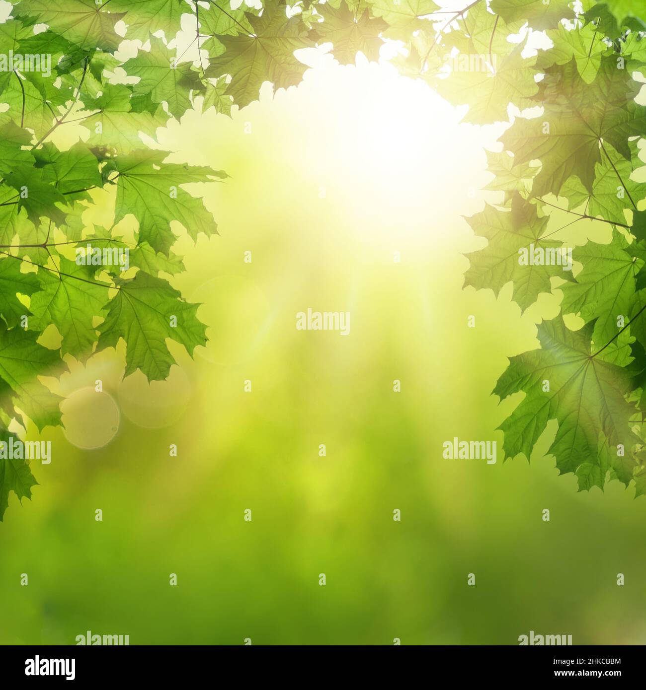 Nature of green leaves in garden at summer. Natural green leaves plants ...