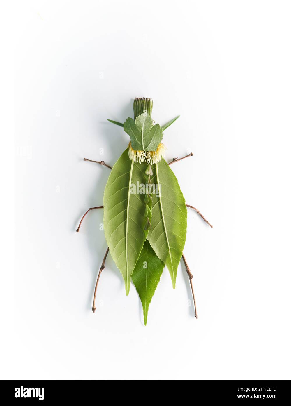 Insect isolated on white background. Green bug made from natural ...