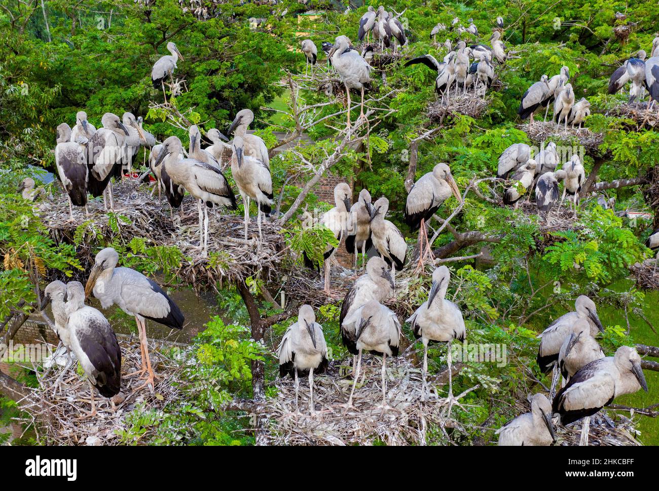 Asian openbill stork on nest hi-res stock photography and images - Alamy