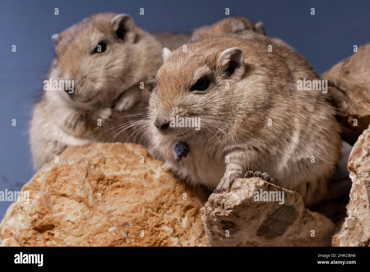 Fat sand rats hi-res stock photography and images - Alamy