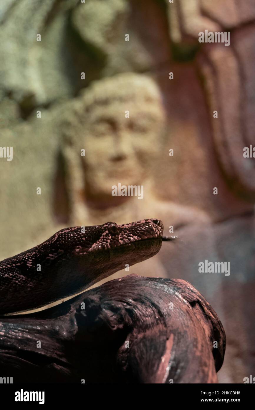 An Argentine boa constrictor (Boa constrictor occidentalis) in the ...