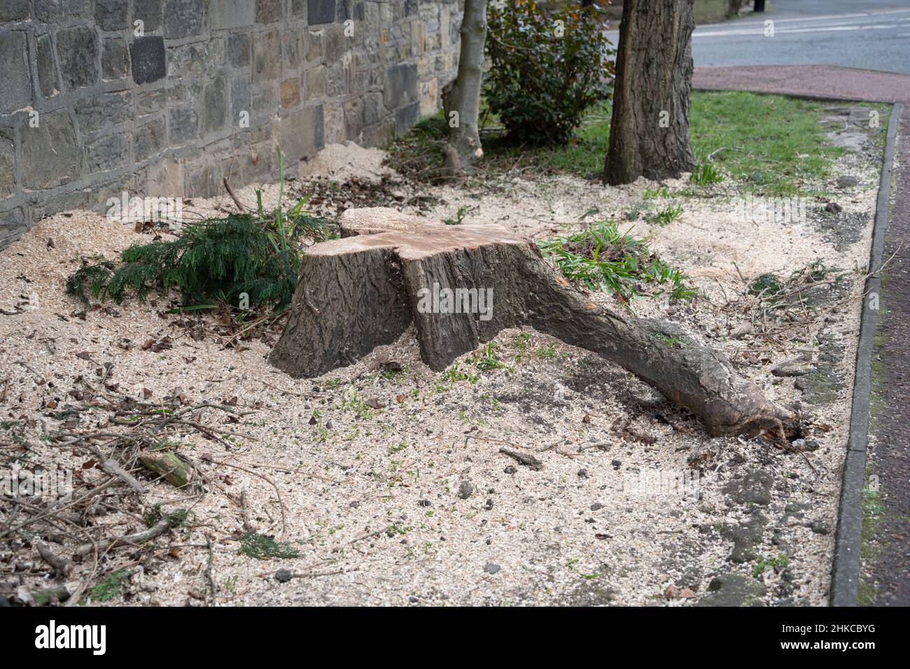 A stump is all that remains of a roadside tree after storms cause ...