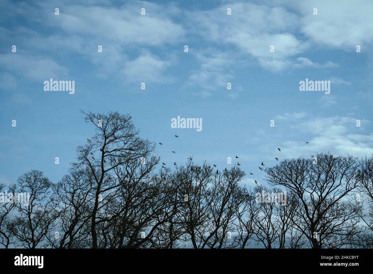 High birds hi-res stock photography and images - Alamy