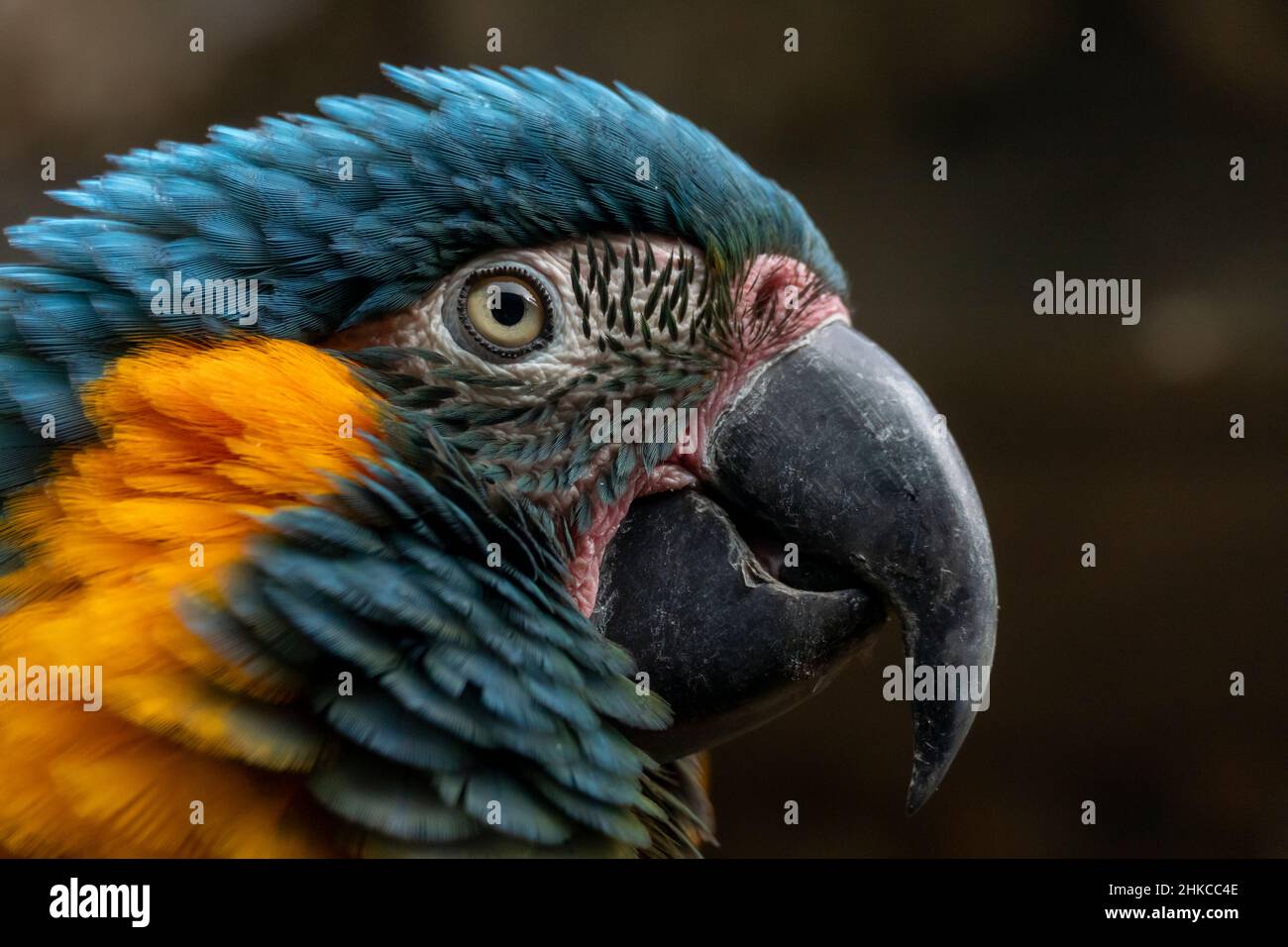 A blue-throated macaw (Ara glaucogularis; previously Ara caninde), also ...