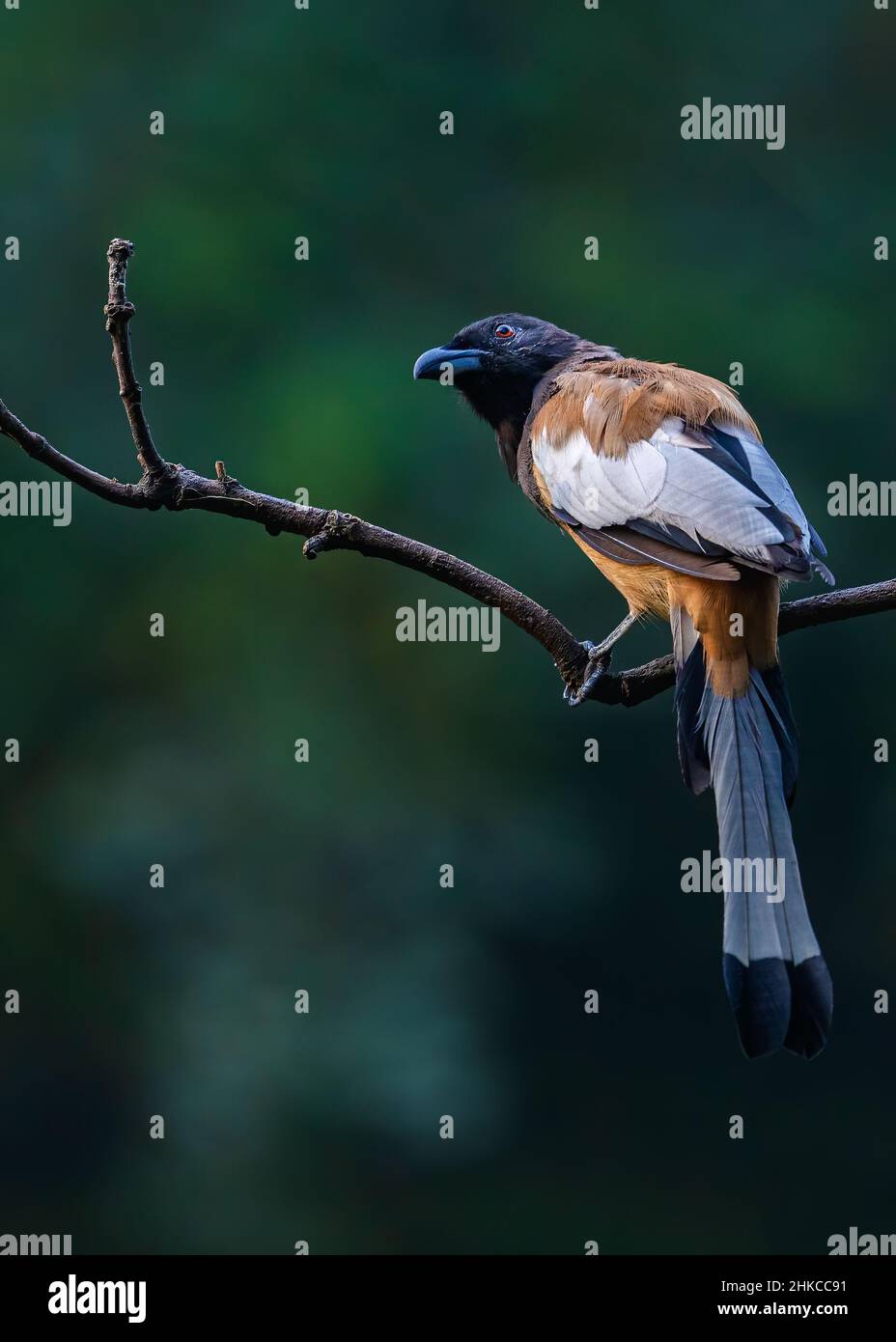 Rufous treepie in india hi-res stock photography and images - Alamy
