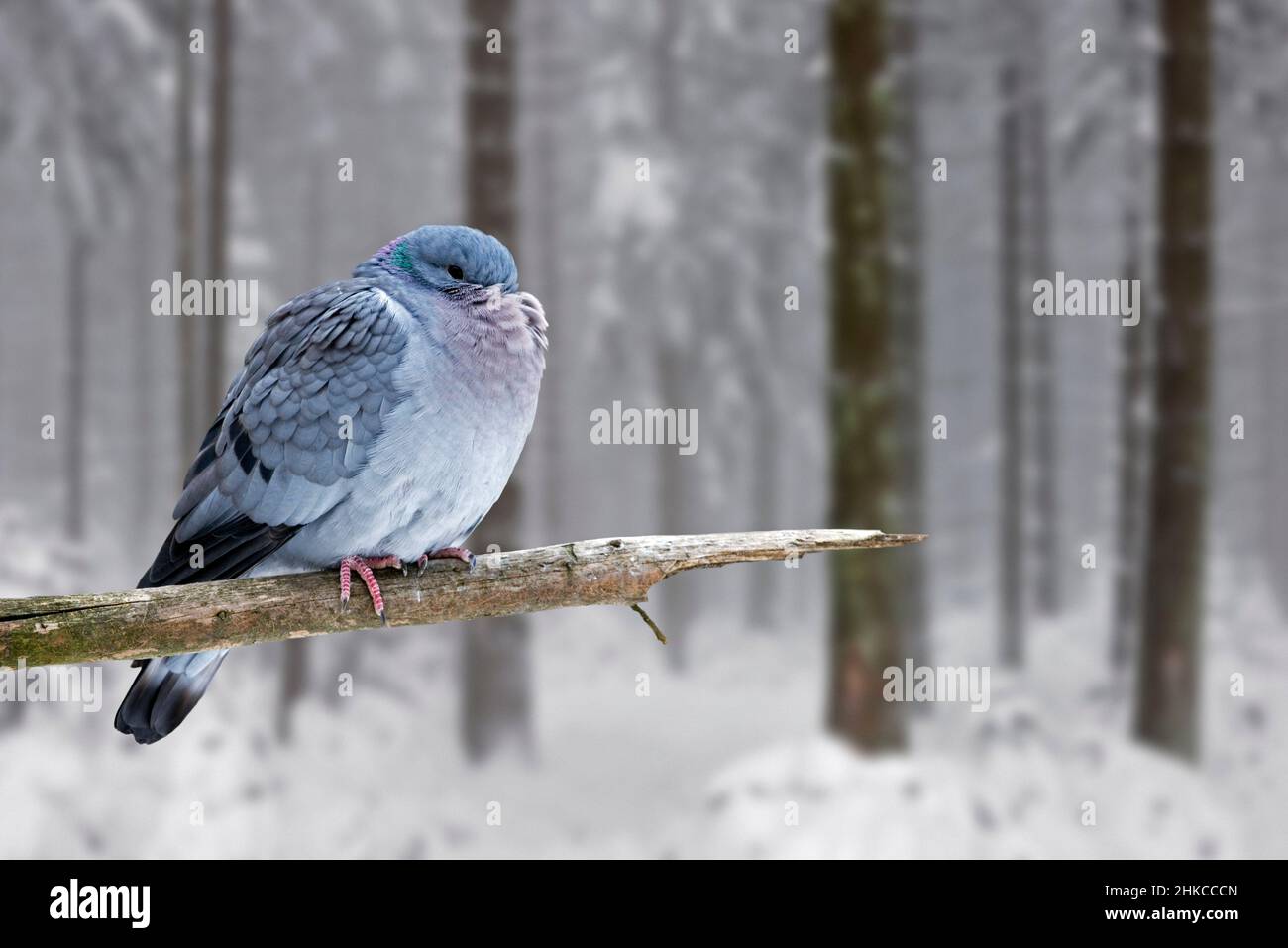 Bird with fluffed up feathers hi-res stock photography and images - Alamy