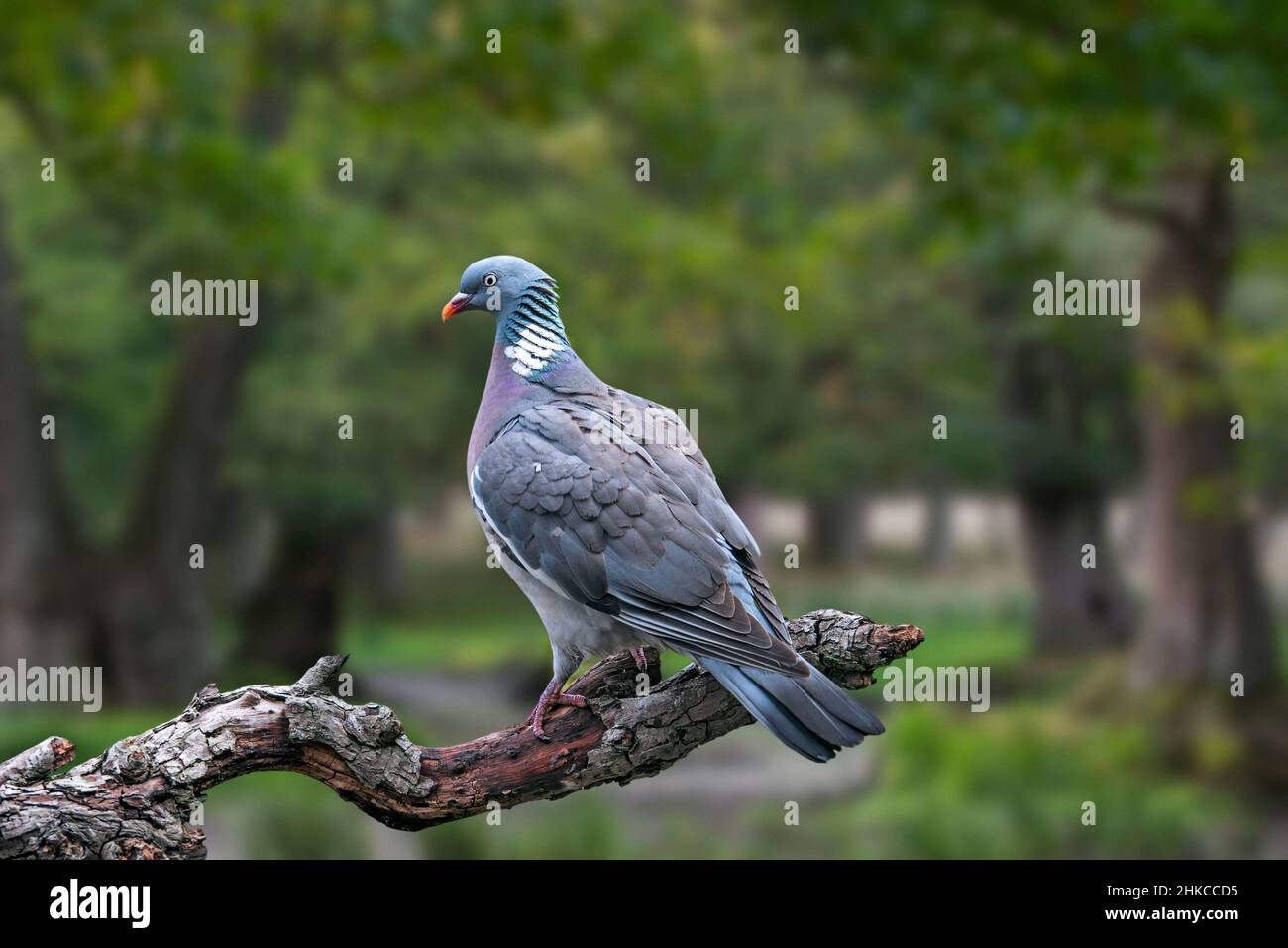 Forest pigeons hi-res stock photography and images - Alamy