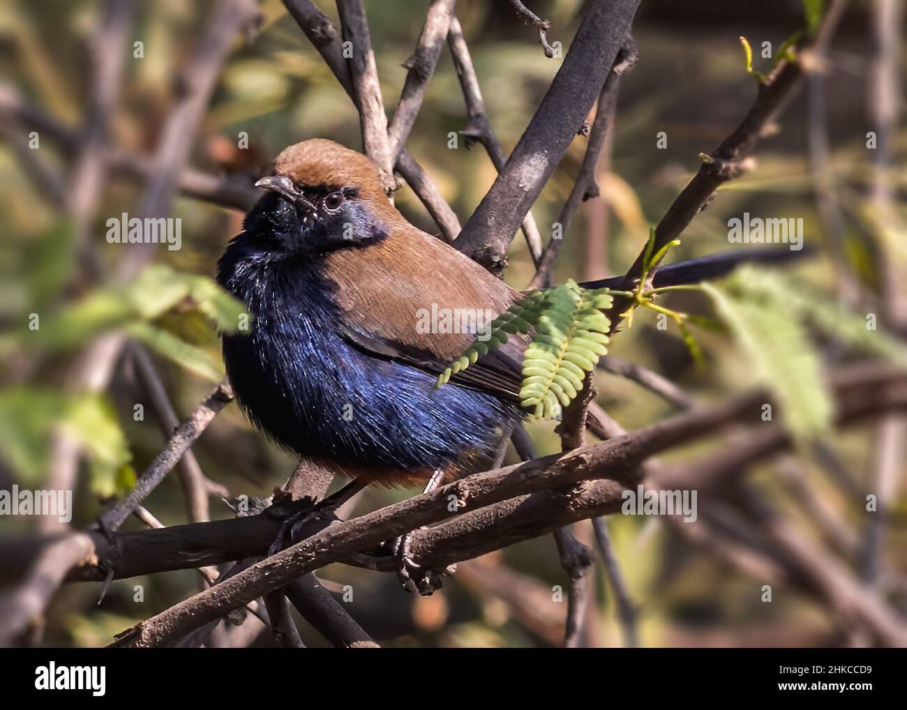 Indian Robin looking in camera from bushes Stock Photo - Alamy