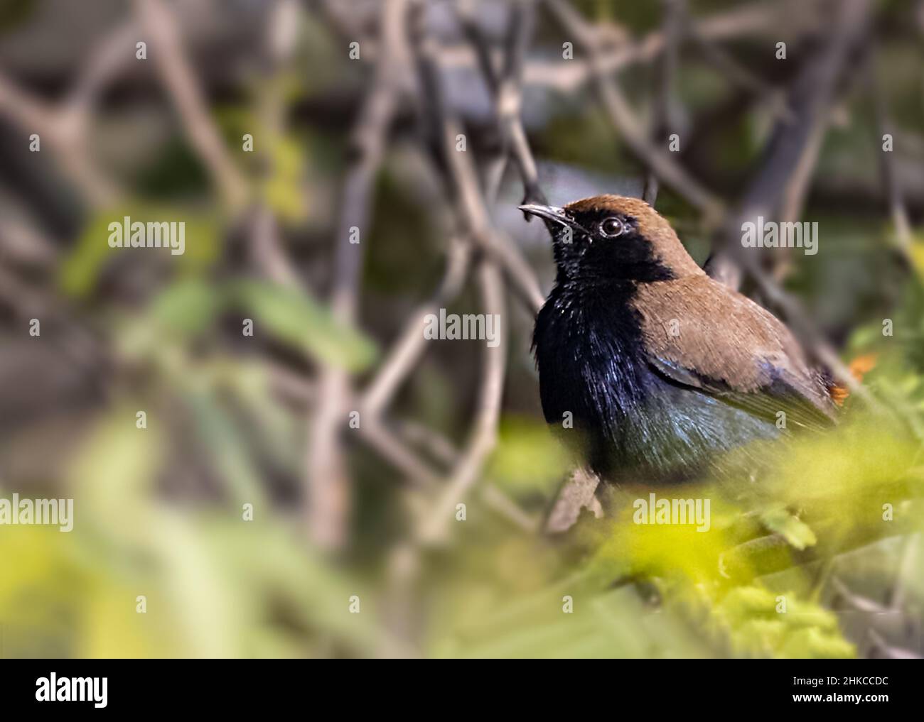Indian robin in natural environment hi-res stock photography and images ...