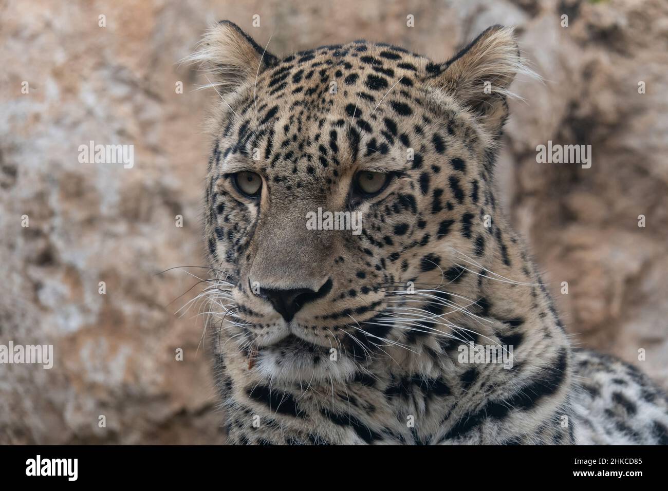 A Persian leopard Panthera pardus tulliana native to the Iranian ...