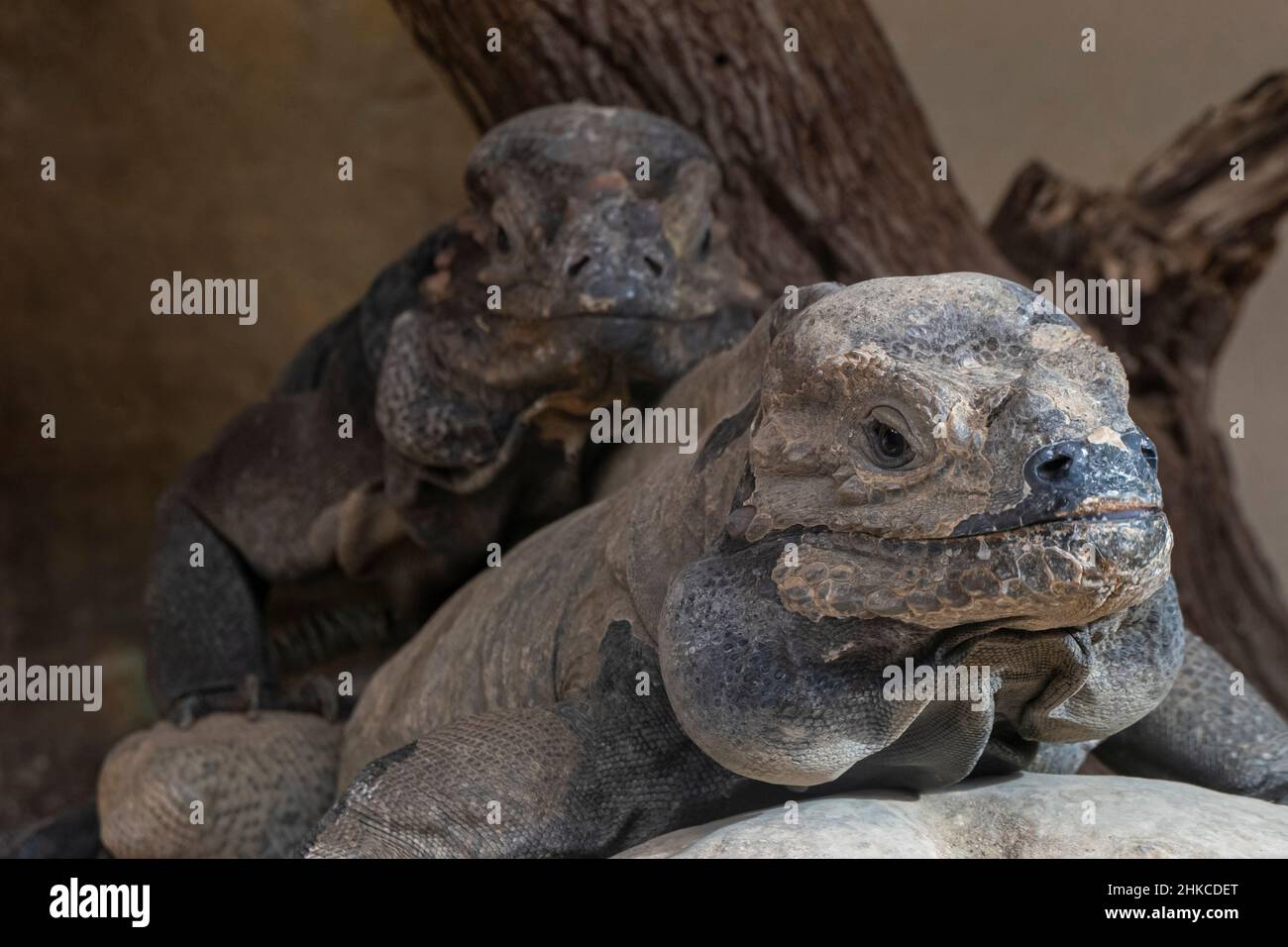 A rhinoceros iguana (Cyclura cornuta) endemic to the Caribbean island ...