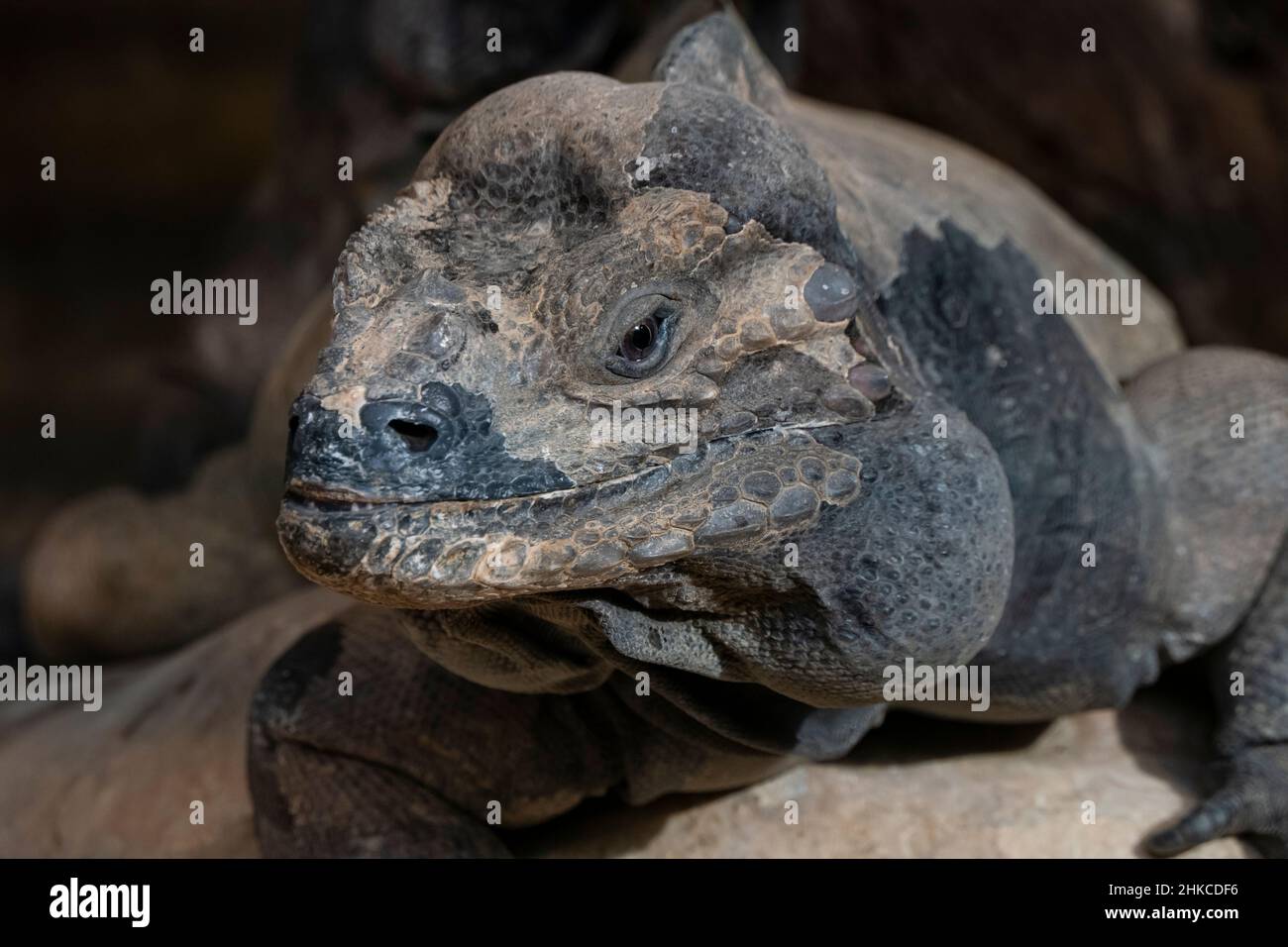 A rhinoceros iguana (Cyclura cornuta) endemic to the Caribbean island ...