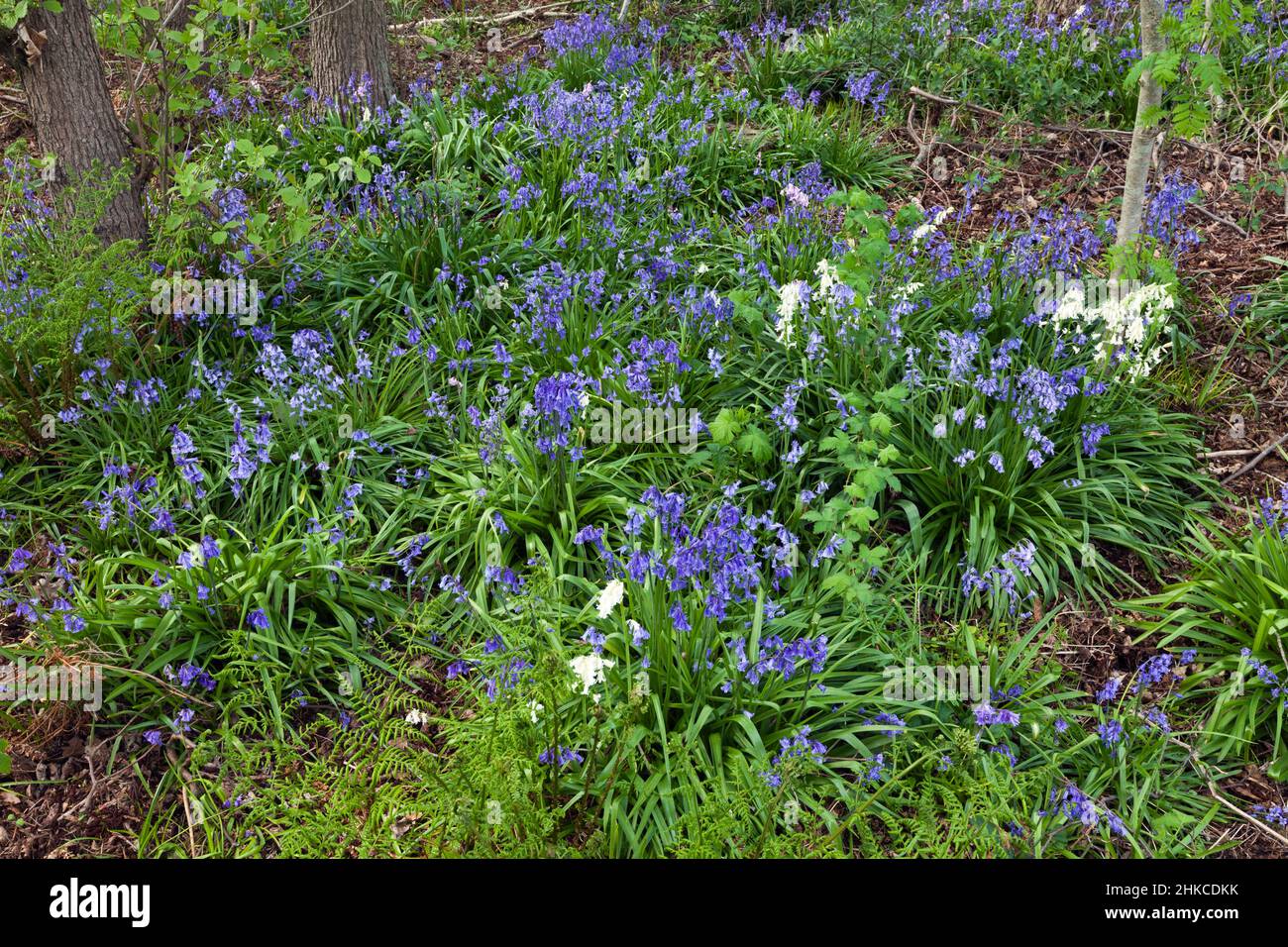 Bluebells (Hyacinthoides non-scripta)flowering in woodland, Island of ...