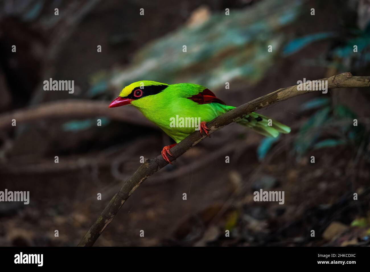 Deep green Common green magpie stair at us at Kengkrajarn national park ...