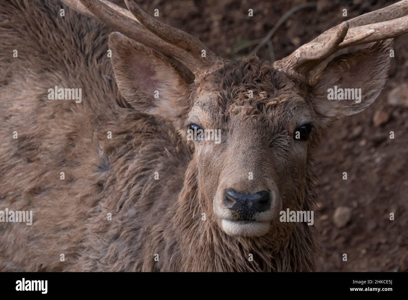 A Bactrian deer (Cervus hanglu bactrianus), also called the Bukhara ...