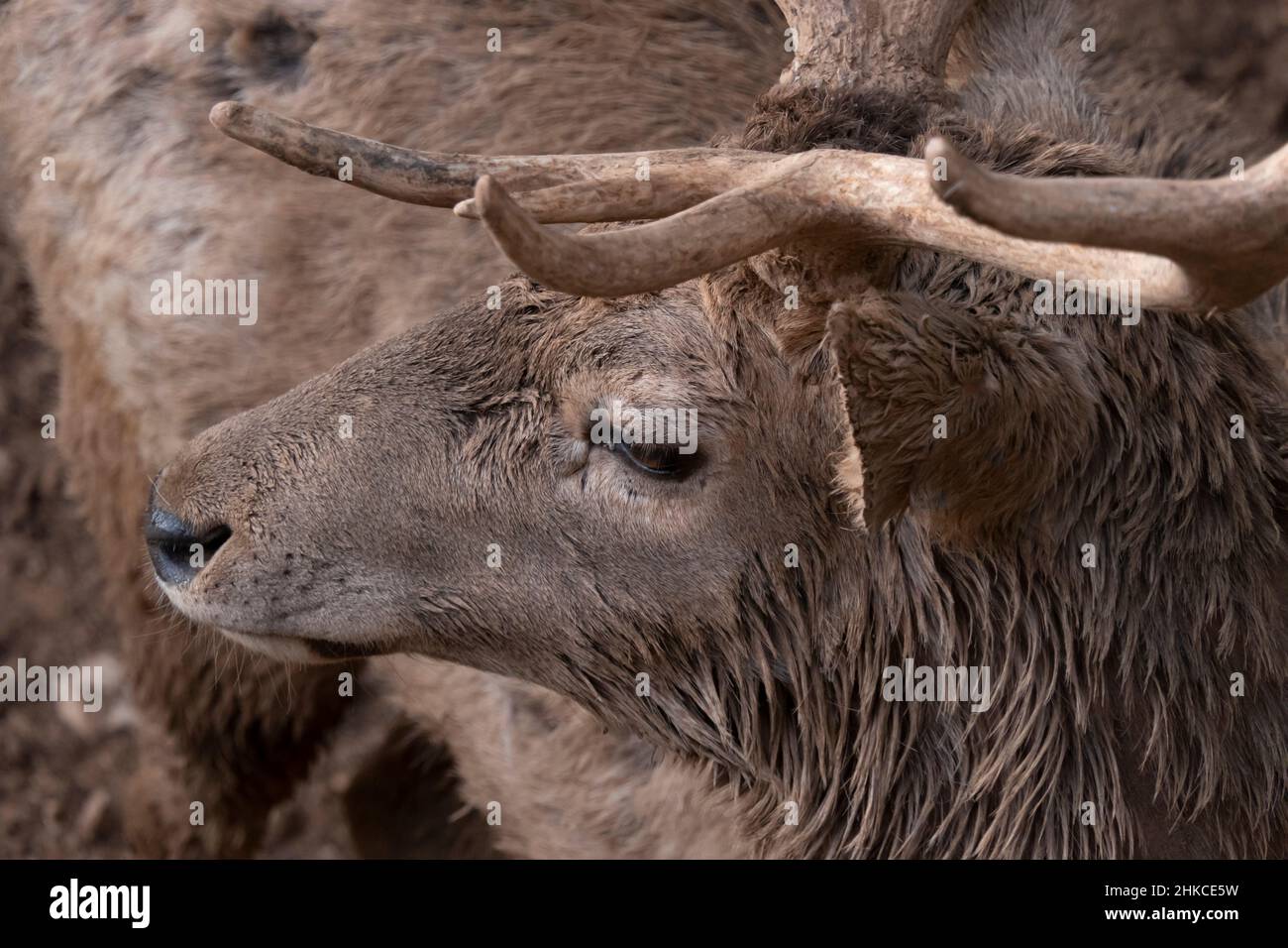A Bactrian deer (Cervus hanglu bactrianus), also called the Bukhara ...
