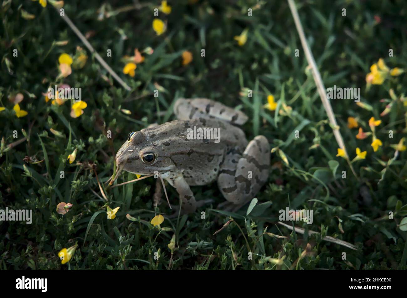 Bufoides meghalayanus hi-res stock photography and images - Alamy