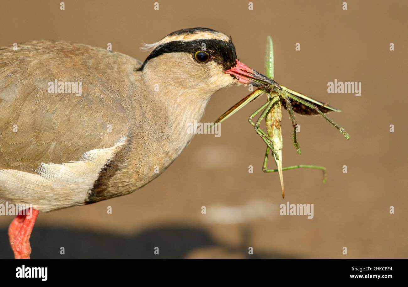 Crowned Lapwing eating Katydid, Pilanesberg National Park Stock Photo ...