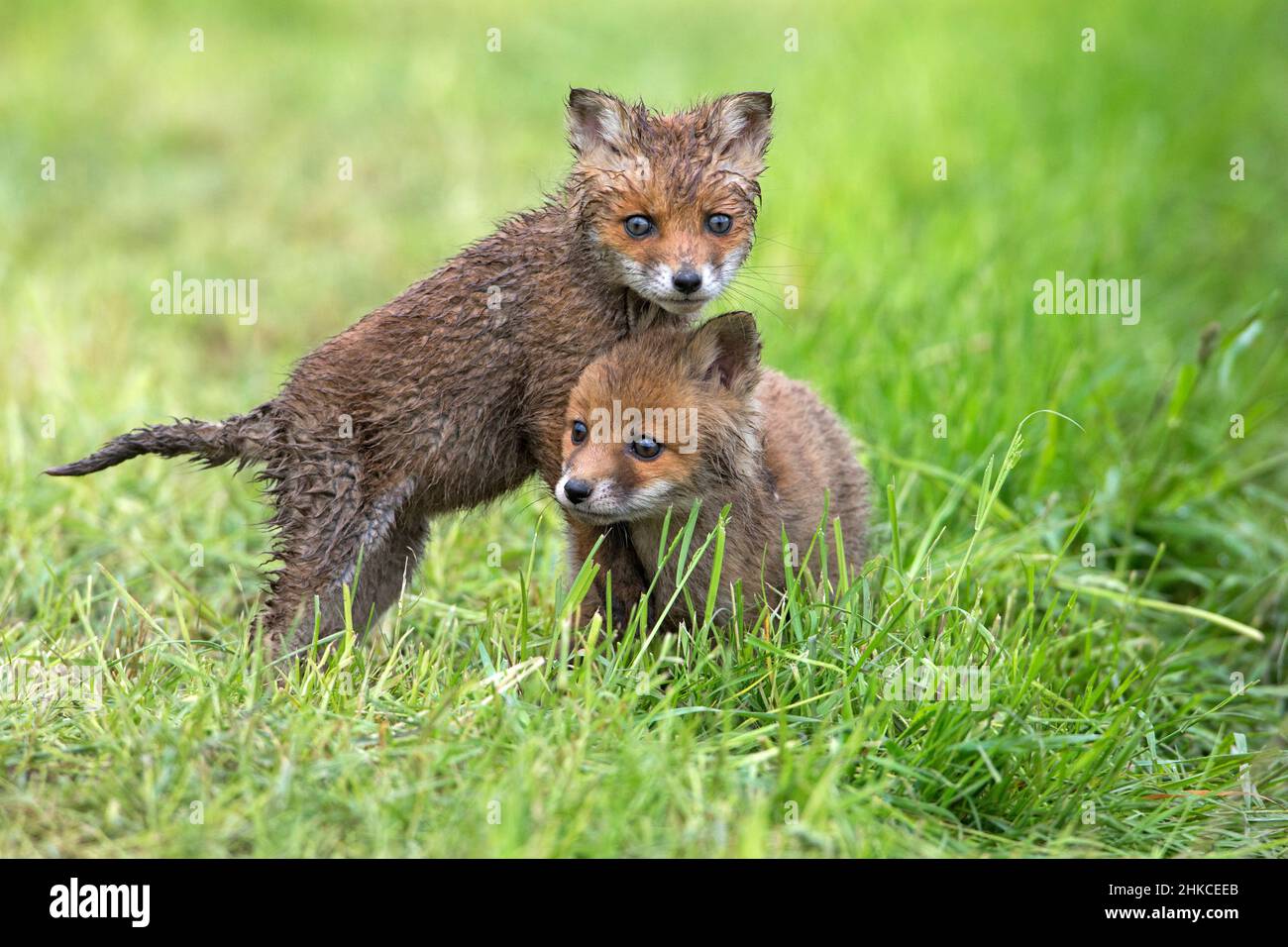 Playing fox cubs hi-res stock photography and images - Alamy