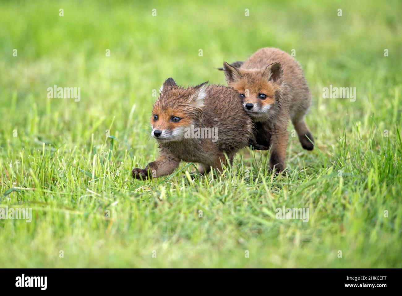 Playing fox cubs hi-res stock photography and images - Alamy