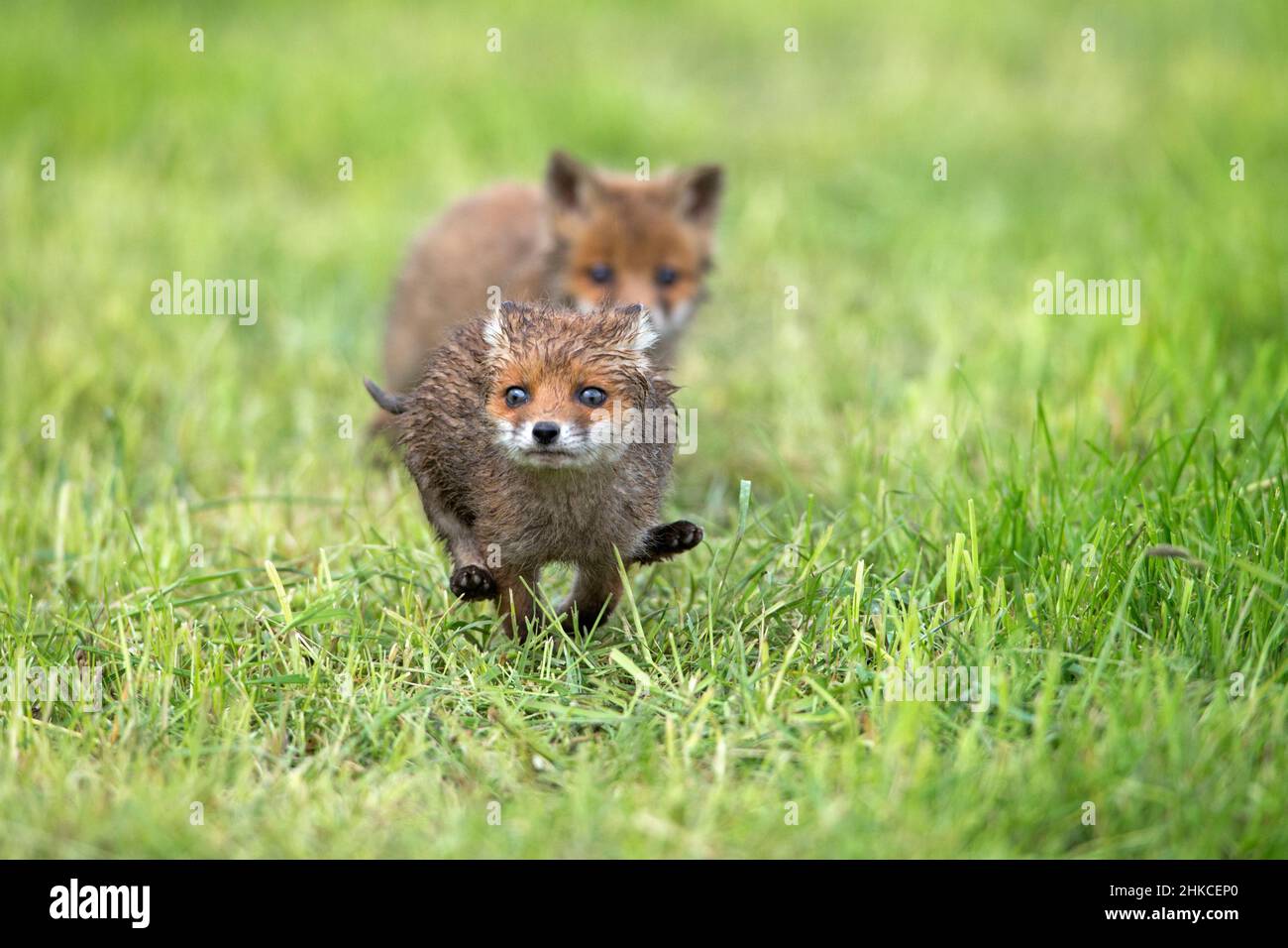 Playing fox cubs hi-res stock photography and images - Alamy