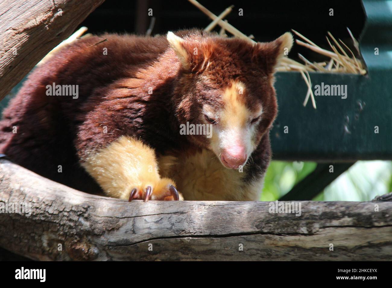 tree kangaroo (dendrolagus) in a zoo in adelaide (australia Stock Photo ...