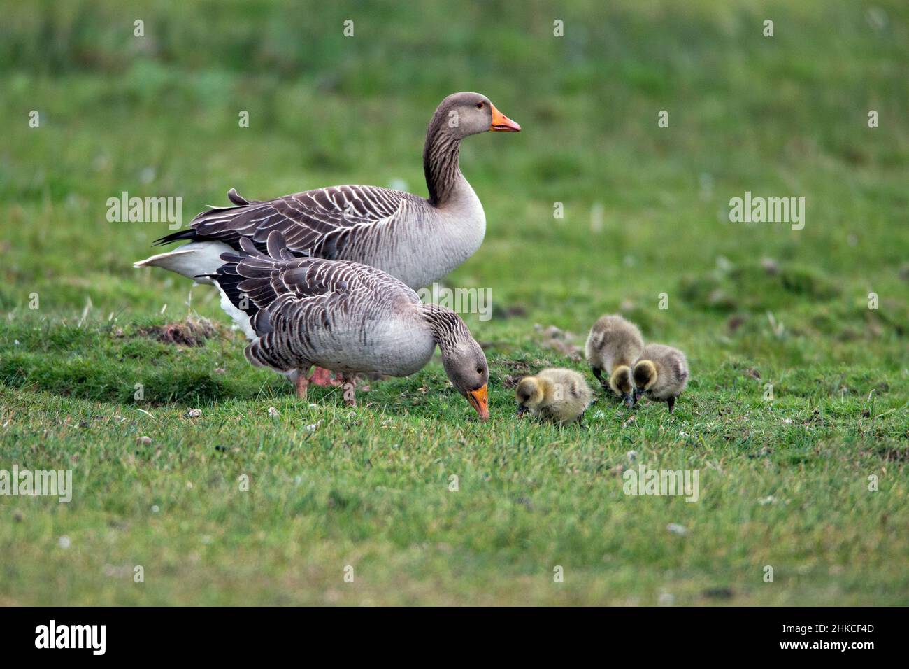 Greylag Goose (Anser anser) parents feeding with threee goslings on ...