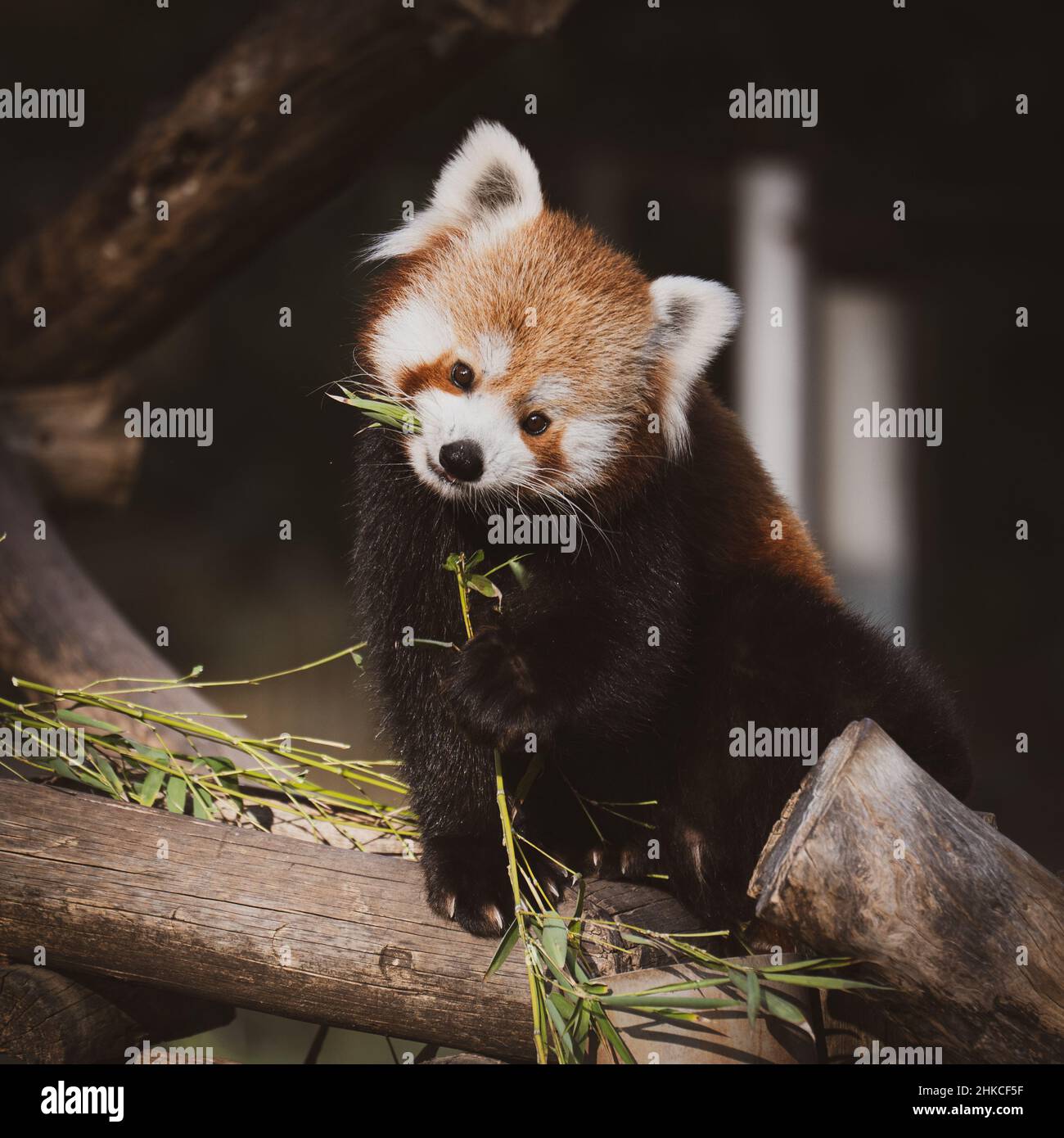 Red panda eating bamboo Stock Photo - Alamy