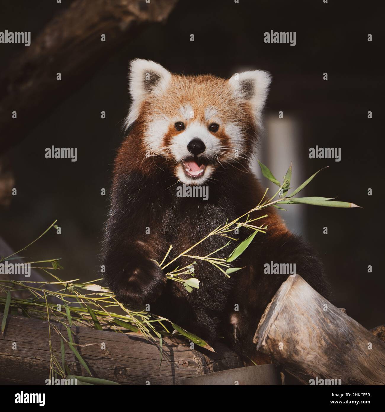 Red panda eating bamboo Stock Photo - Alamy