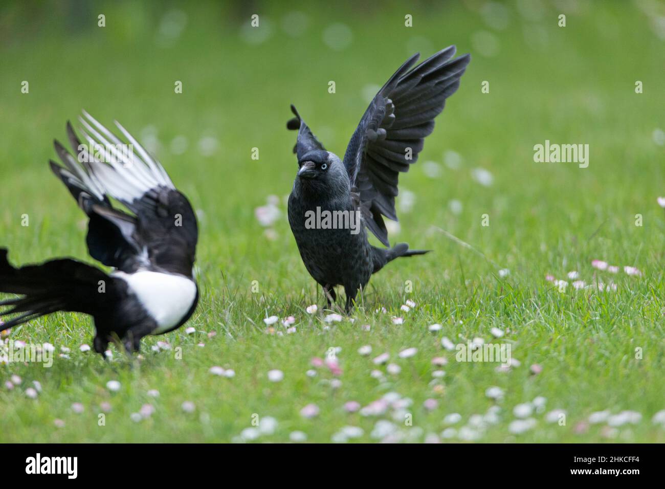 Fending off two species hi-res stock photography and images - Alamy