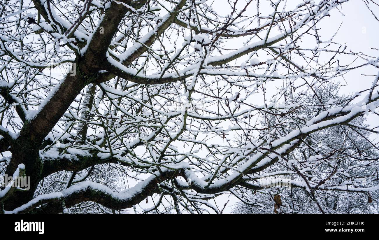 A walnut tree hi-res stock photography and images - Alamy