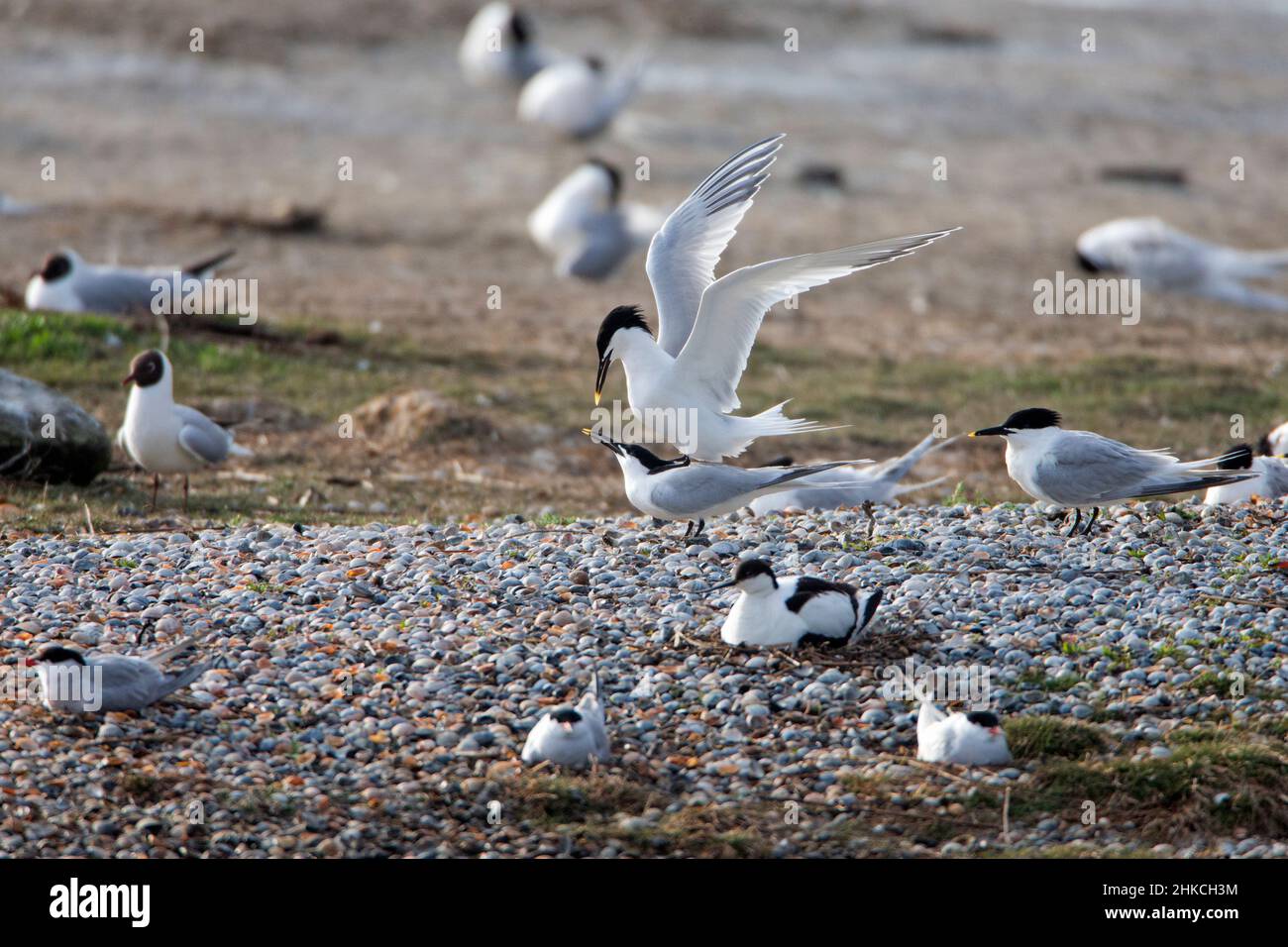 Sandwich Tern (Sterna sandvicensis) pair mating on beach, Island of ...