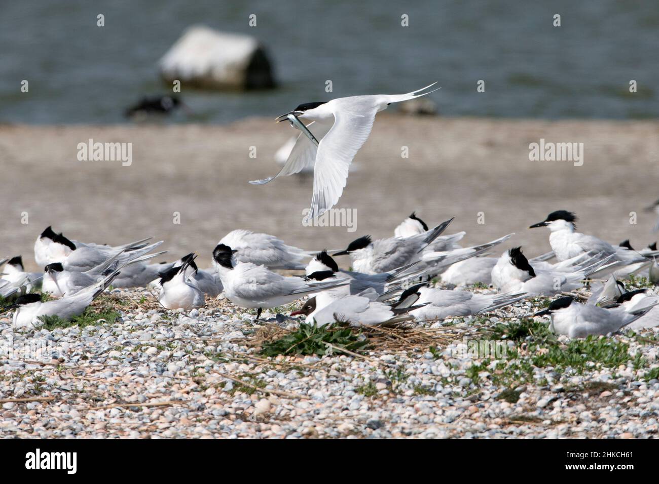 Sandwich Tern (Sterna sandvicensis) in flight with sand eel in beak ...