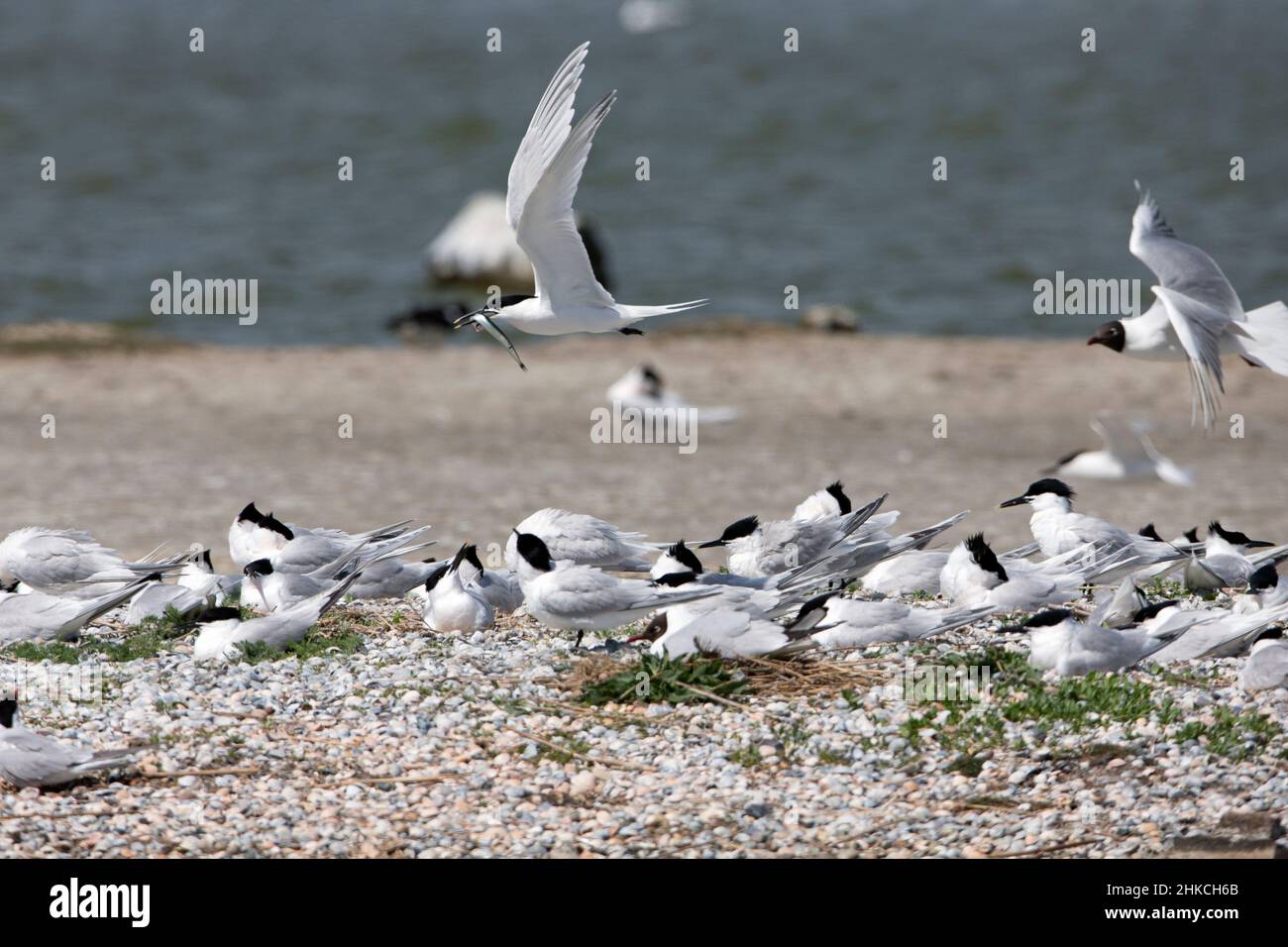 Sand eel hi-res stock photography and images - Alamy