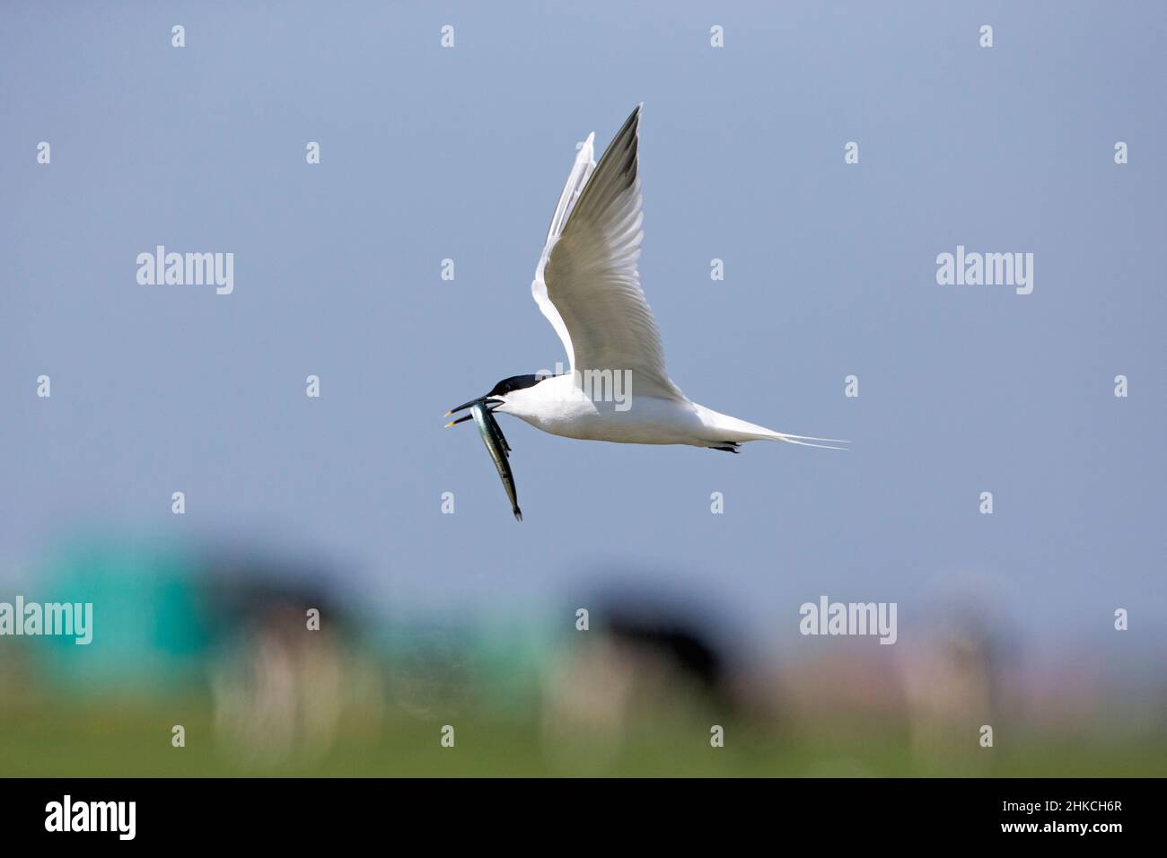 Sandwich Tern (Sterna sandvicensis) in flight with sand eel in beak ...