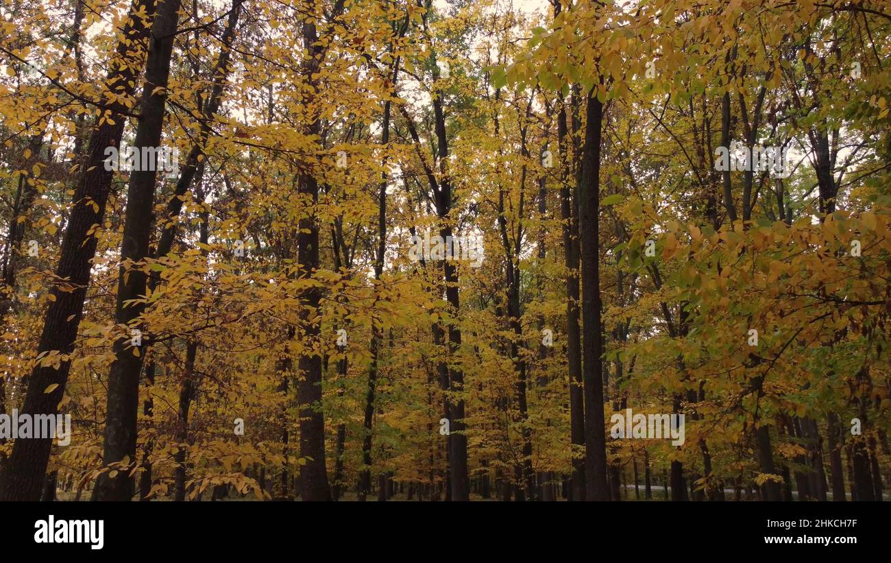 Autumn forest landscape, yellow leaves of trees slowly swaying in the wind Stock Photo - Alamy