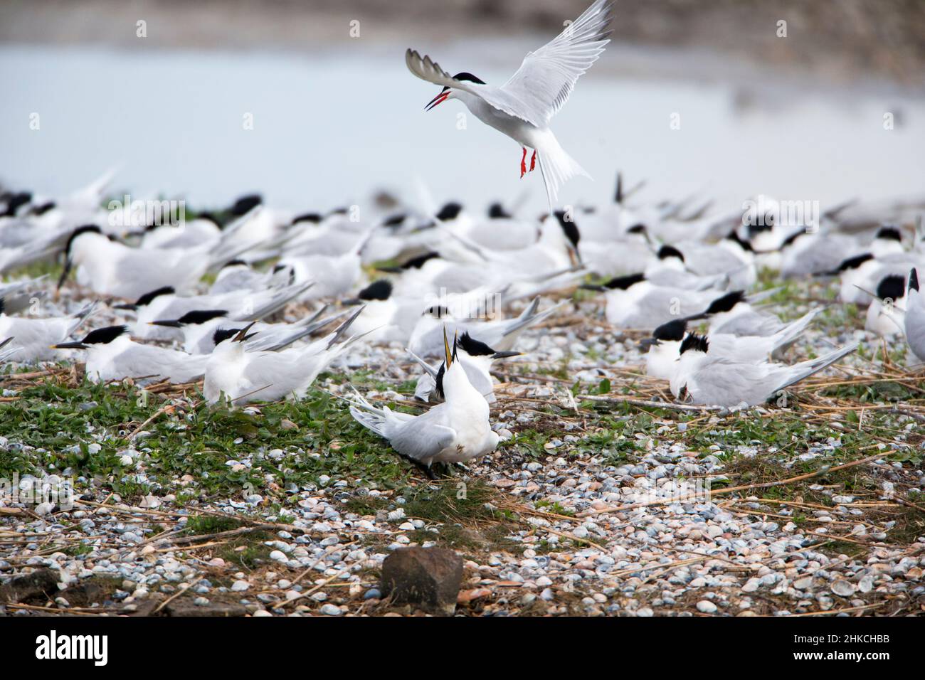Sandwich Tern (Sterna sandvicensis) warding off Common Tern (Sterna ...