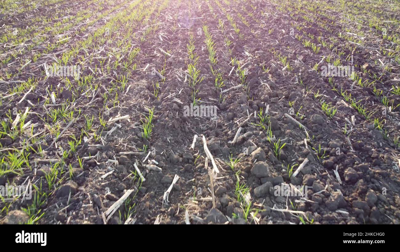 Rows of germinating wheat in the field. The light of the morning sun ...