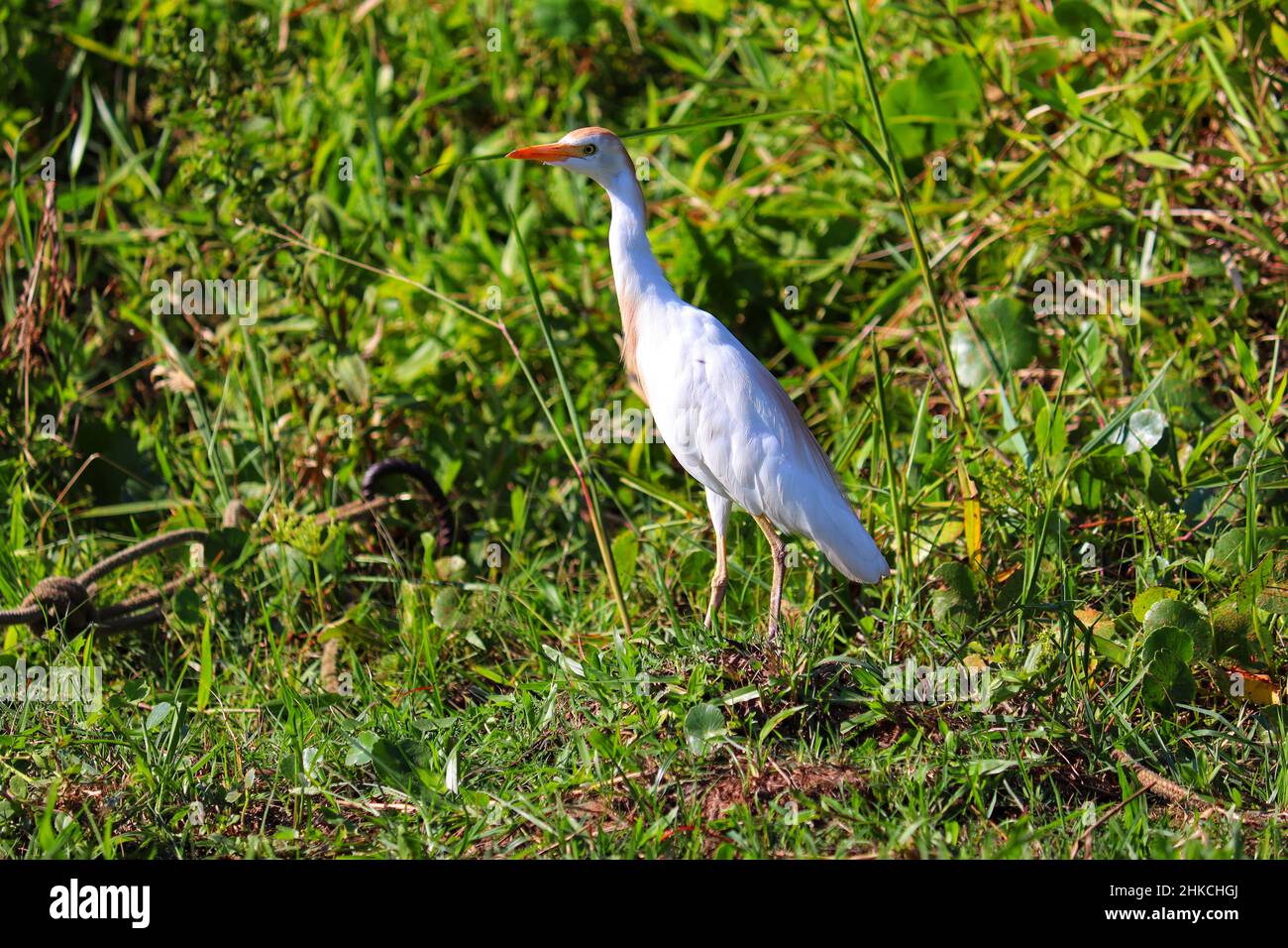 A beautiful bird walking across the lawn Stock Photo - Alamy
