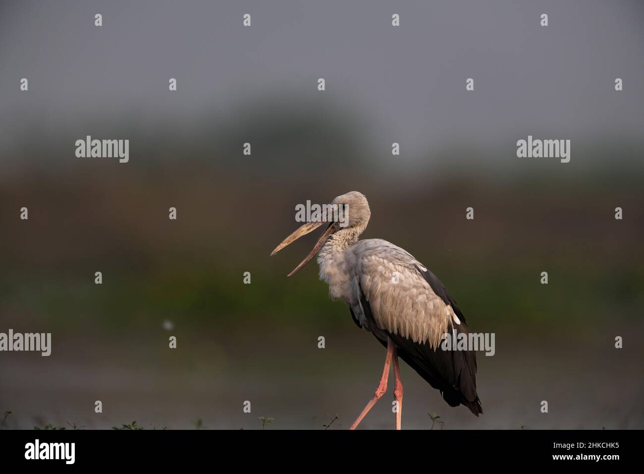 Open billed stork Stock Photo - Alamy