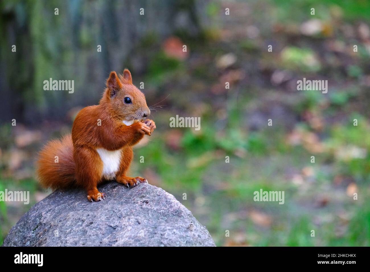 red squirrel eating a nut Stock Photo - Alamy