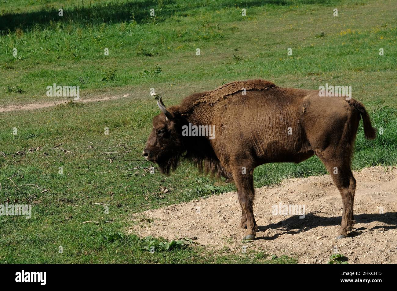 Bison enclosure hi-res stock photography and images - Alamy