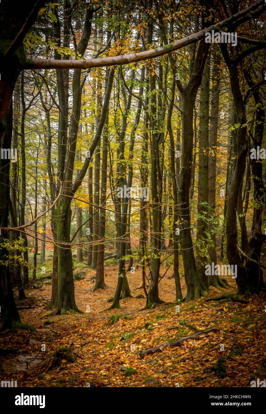 A few days of heavy rain in the English Lake District led to streams of ...