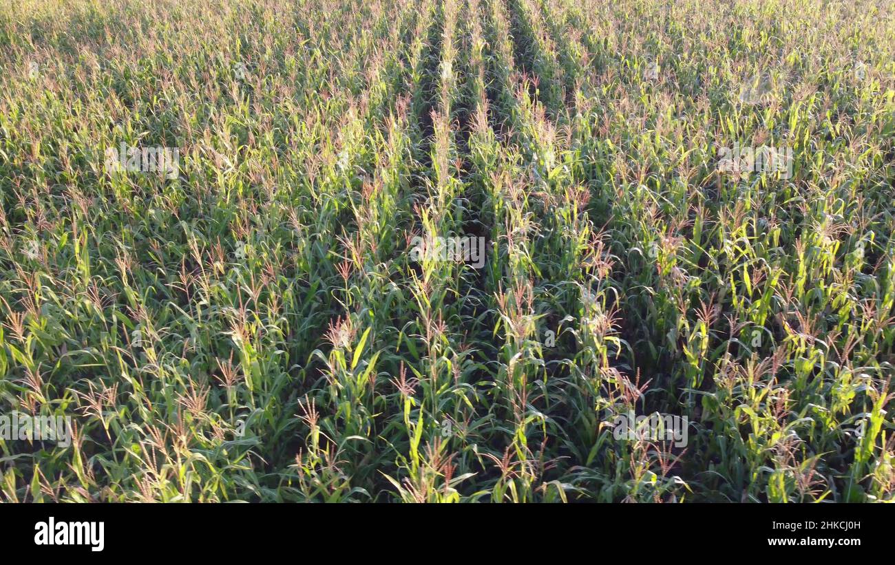 Corn field, flight over the cream of corn stalks, excellent growth ...