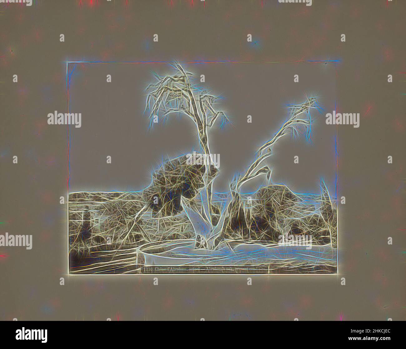 Inspired by Abraham's Oak, Mamre, Palestine, Ancient oak tree (Quercus ...