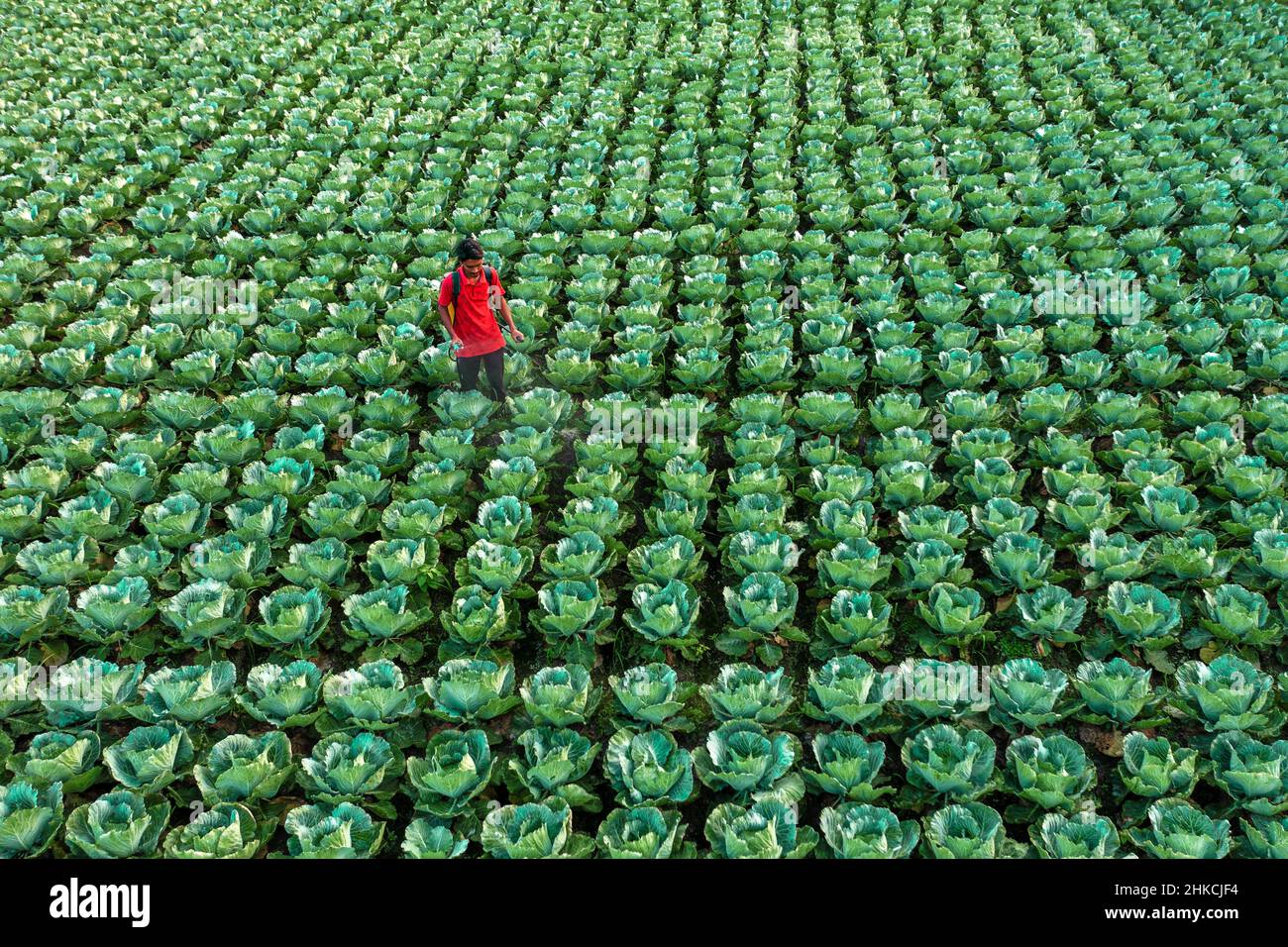 Green cabbage patch hi-res stock photography and images - Alamy