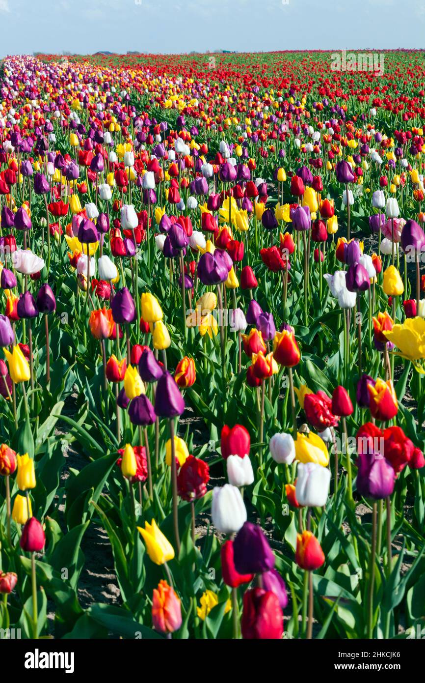Tulips (Tulipa sp.) grown as cultivated crop, island of Texel, Holland ...