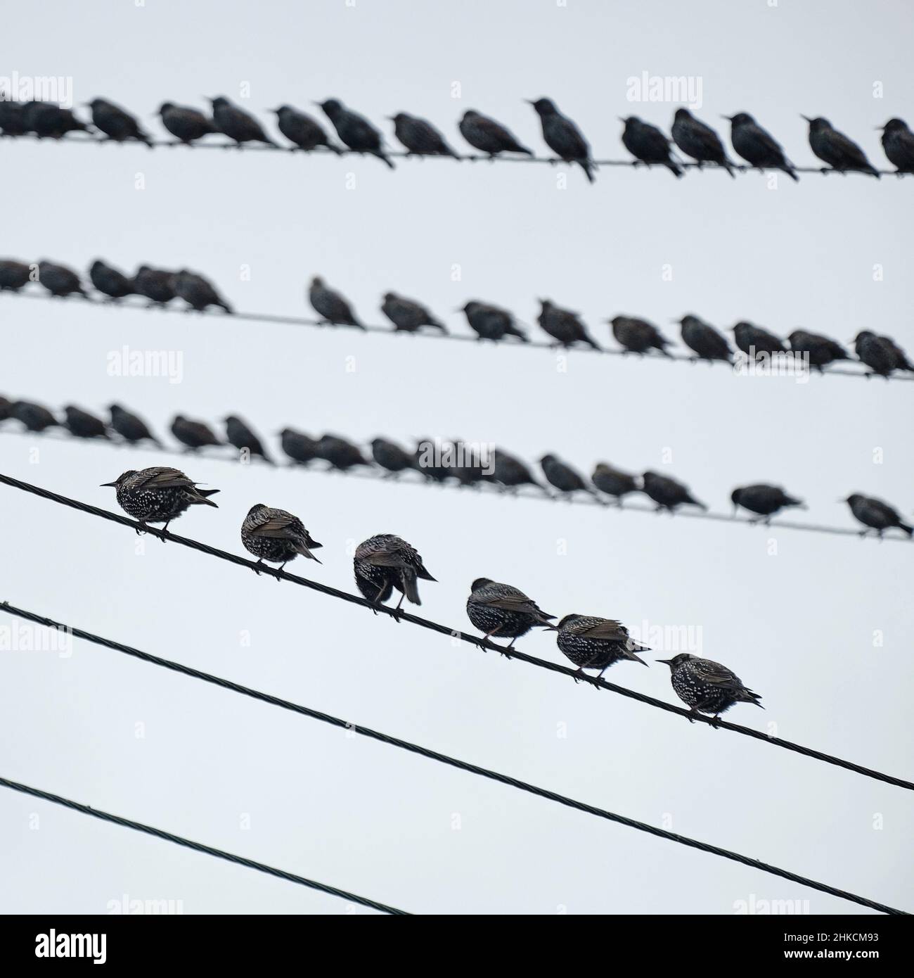 Starlings on wire hi-res stock photography and images - Alamy